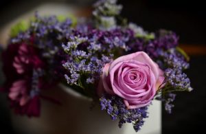 50+ Gambar Bunga Mawar Tercantik di Dunia (Warna Putih, Ungu, Pink dan ...