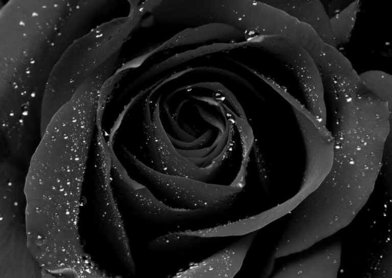 50+ Gambar Bunga Mawar Tercantik di Dunia (Warna Putih, Ungu, Pink dan ...