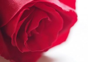 50+ Gambar Bunga Mawar Tercantik di Dunia (Warna Putih, Ungu, Pink dan ...