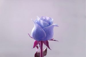 50+ Gambar Bunga Mawar Tercantik di Dunia (Warna Putih, Ungu, Pink dan ...