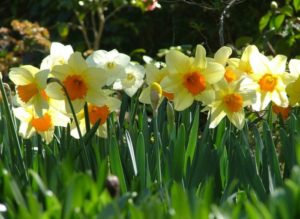 50+ Gambar Bunga dan Tanaman Hias Terindah di Dunia (GAMBAR HD ...