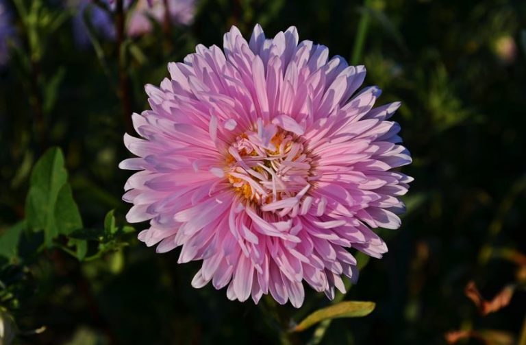 50+ Gambar Bunga dan Tanaman Hias Terindah di Dunia (GAMBAR HD ...