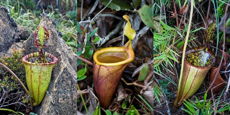 8 Bunga Terlangka di Dunia | Salamadian